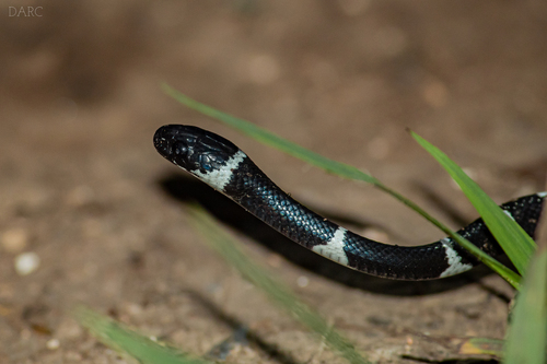 Banded Snail Sucker (Tropidodipsas fasciata) - Snakes and Lizards