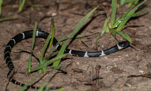 Banded Snail Sucker (Tropidodipsas fasciata) - Snakes and Lizards