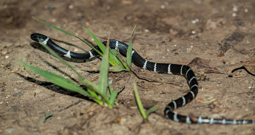 Central American Snail-eating Snakes (Tropidodipsas) - Snakes and Lizards