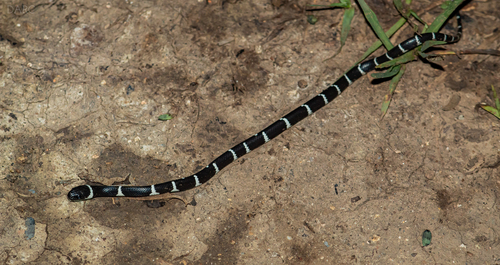 Banded Snail Sucker (Tropidodipsas fasciata) - Snakes and Lizards