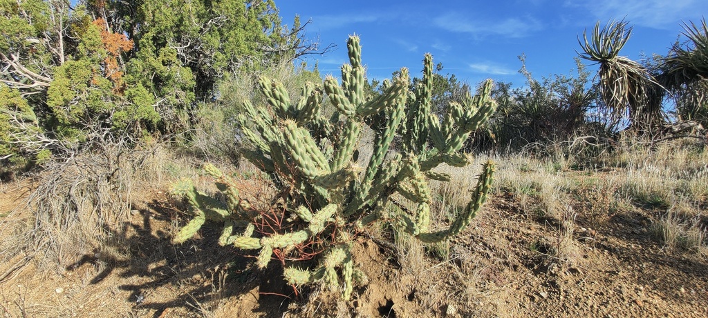 Cane Cholla from San Diego County, CA, USA on November 11, 2022 at 08: ...