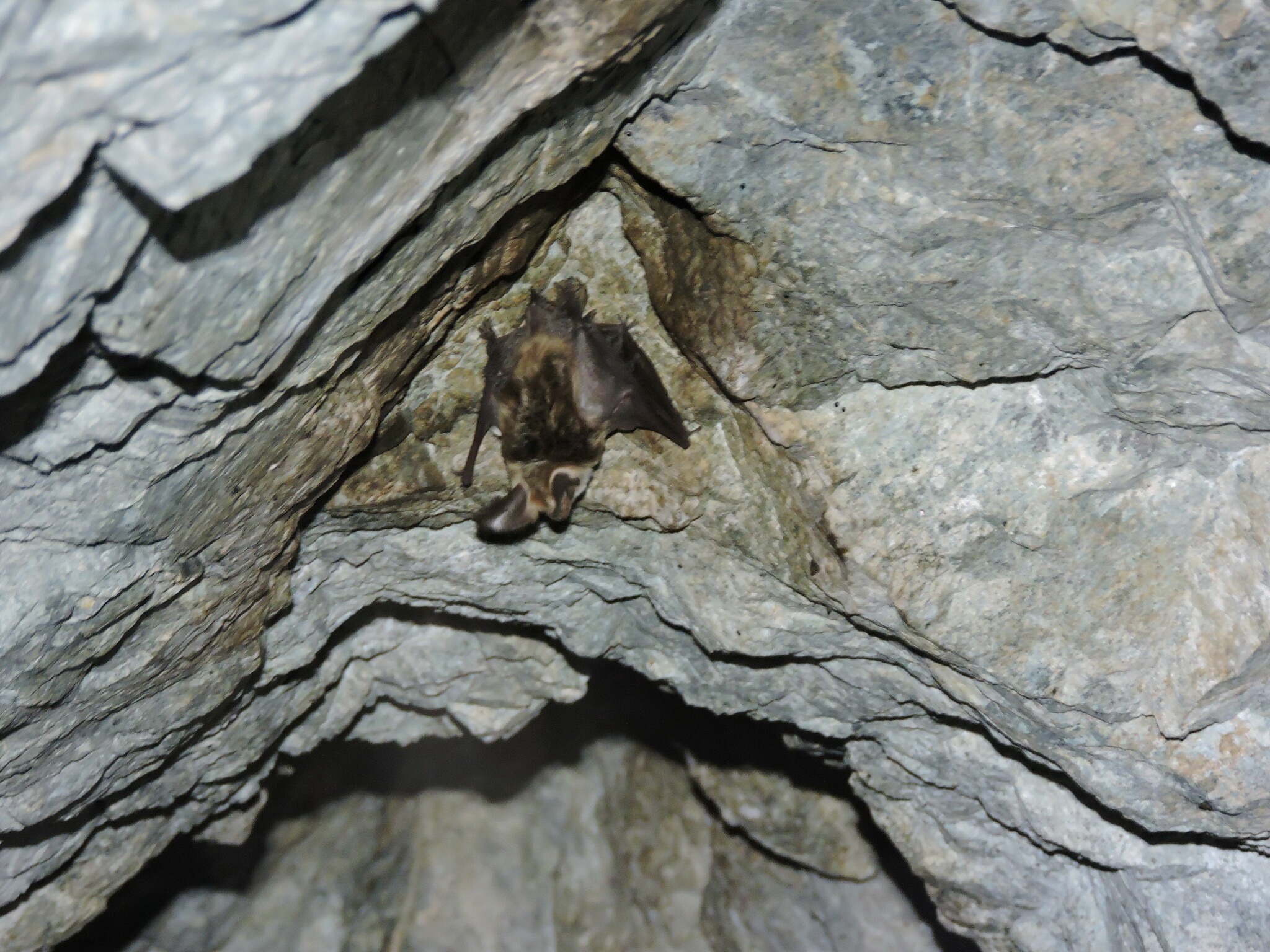 Histiotus montanus (Philippi & Landbeck, 1861)