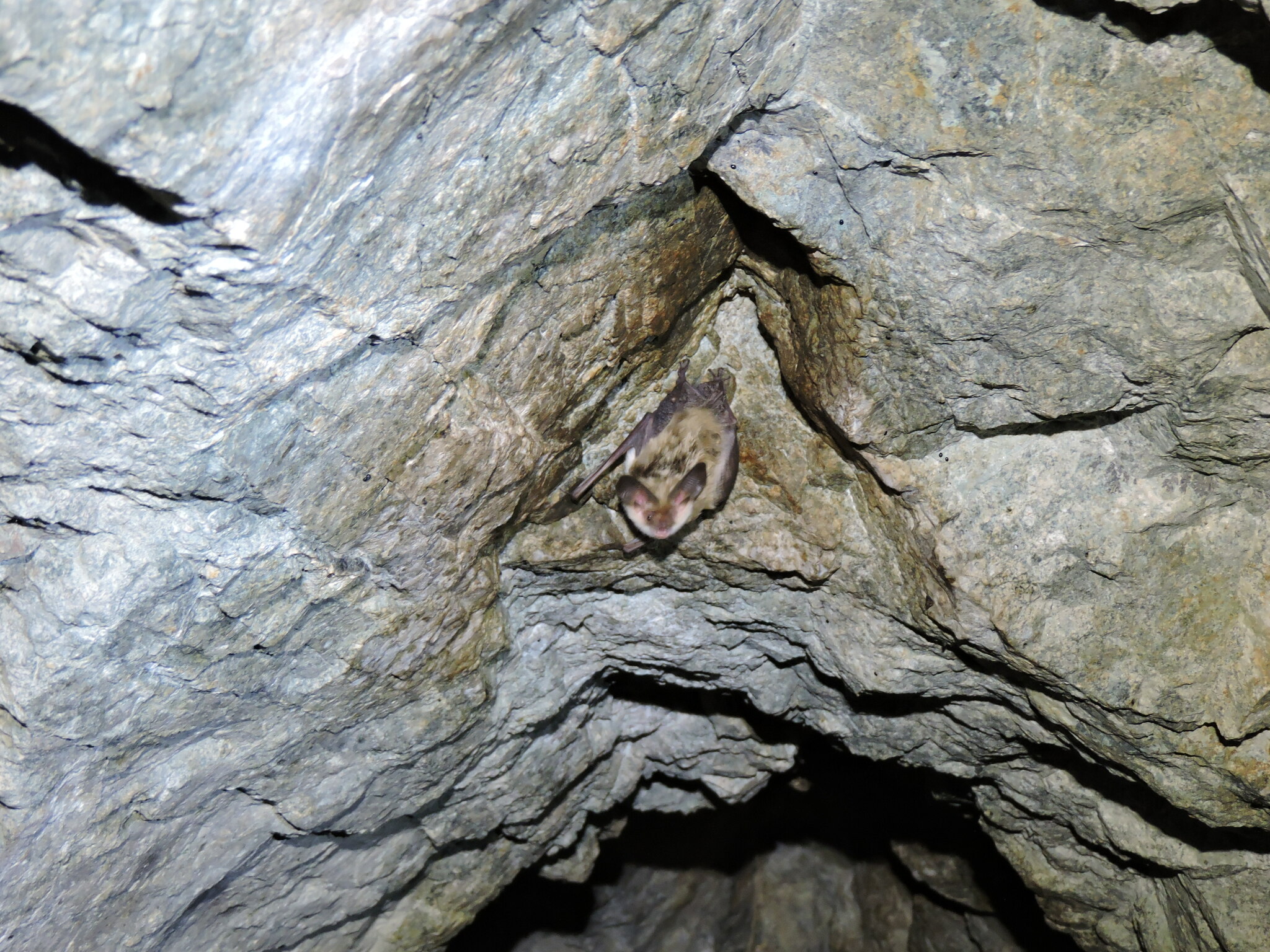 Histiotus montanus (Philippi & Landbeck, 1861)