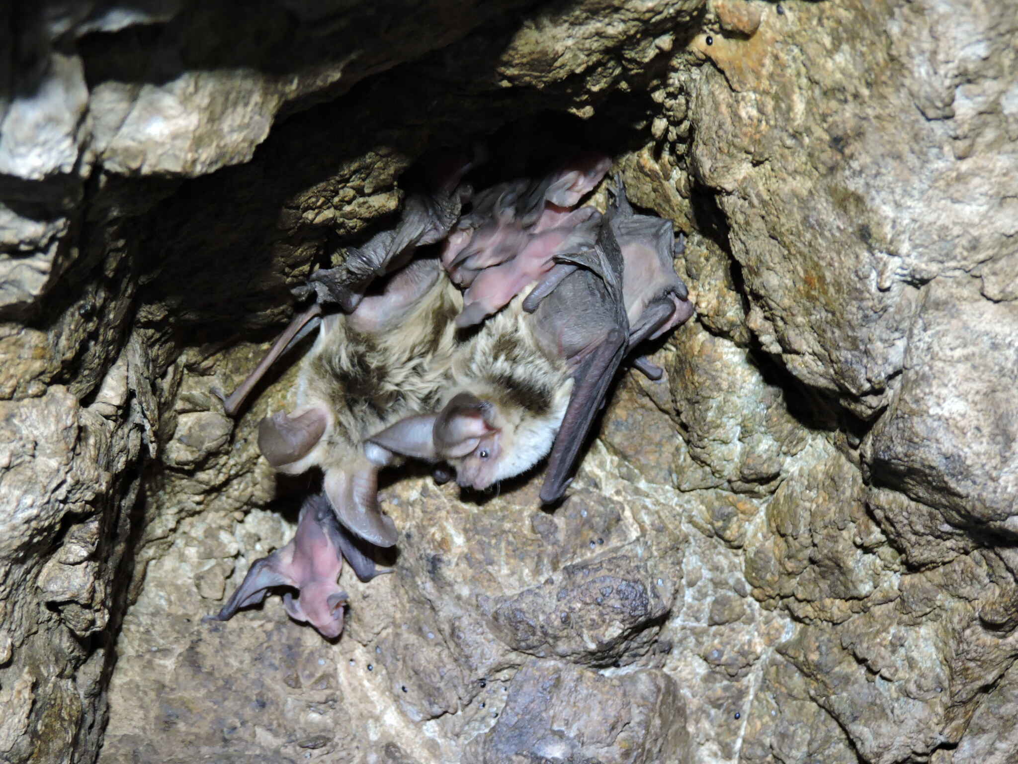 Histiotus montanus (Philippi & Landbeck, 1861)