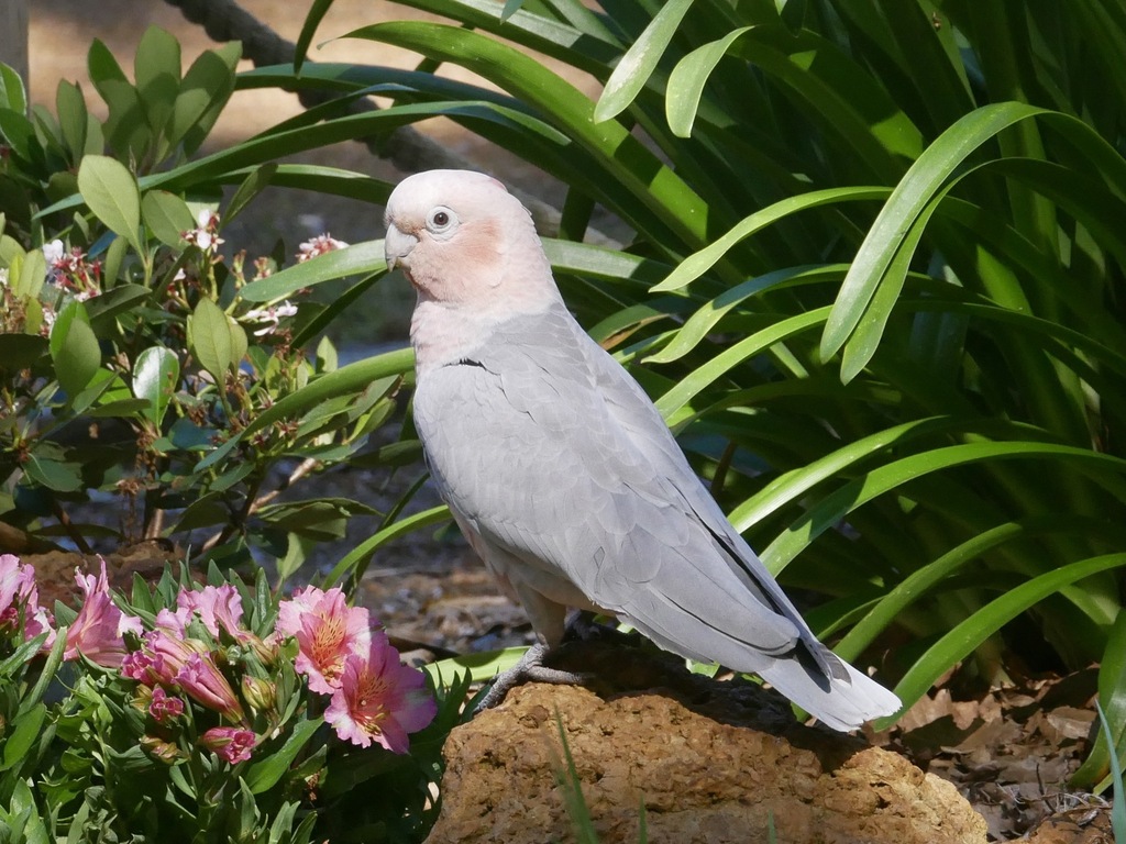 Little Corella × Galah (Cacatua sanguinea × Eolophus roseicapilla ...