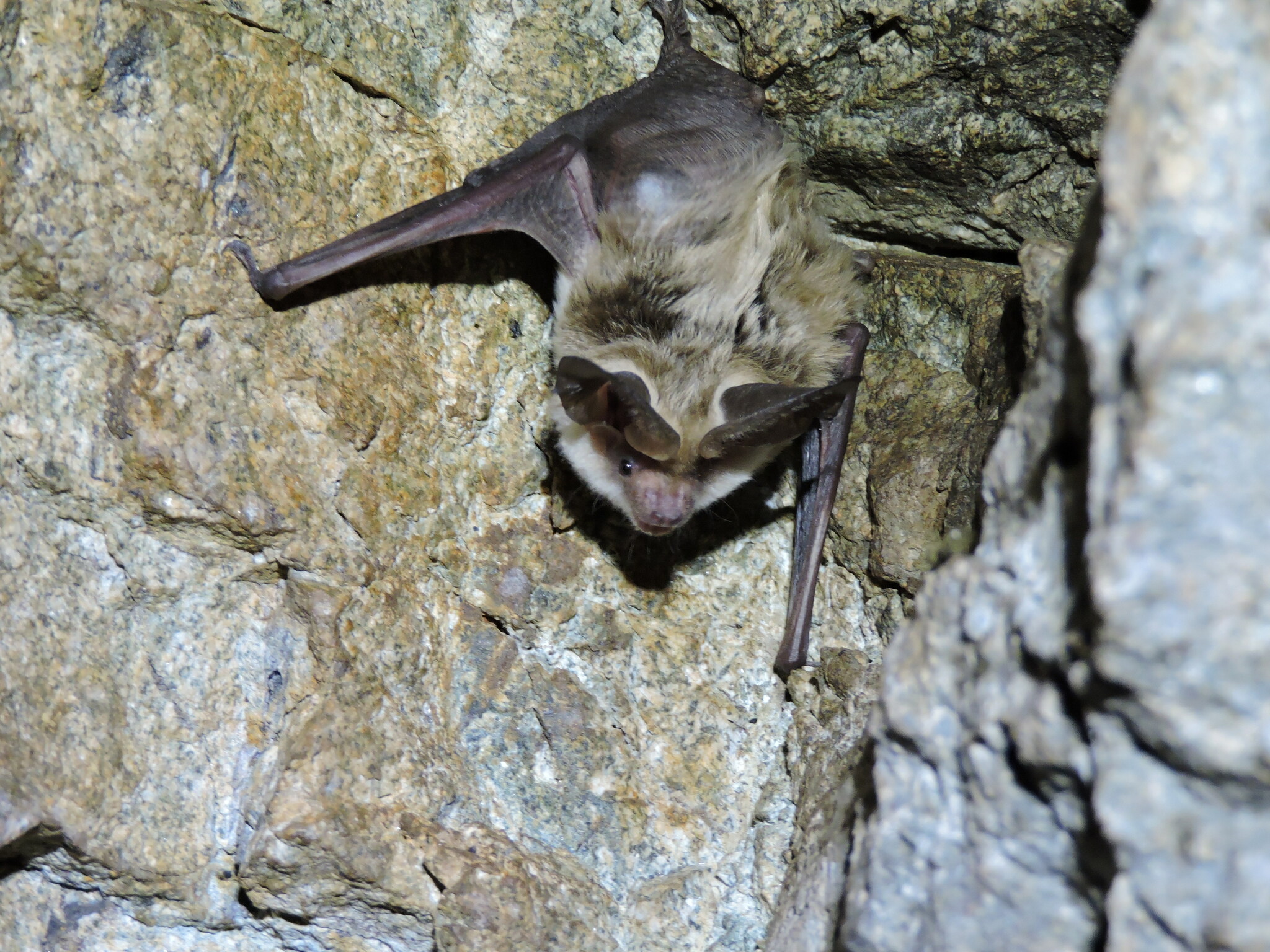 Histiotus montanus (Philippi & Landbeck, 1861)