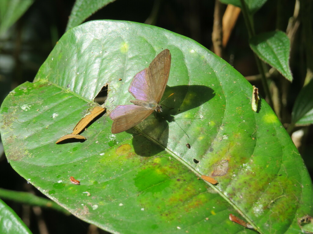 Blue-topped Satyr from Unnamed Road - Uruçu-Mirim, Gravatá - PE, Brasil ...
