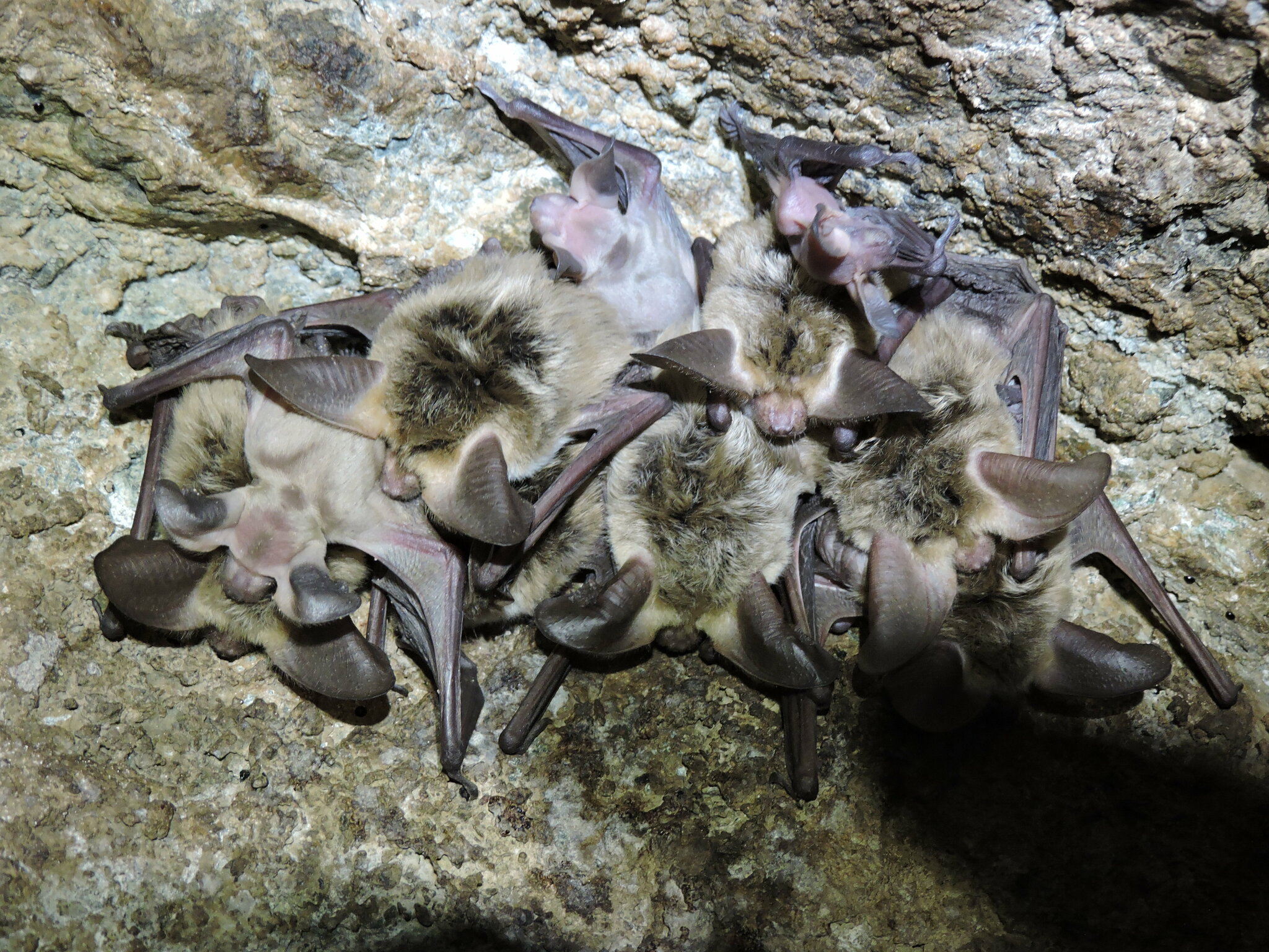 Histiotus montanus (Philippi & Landbeck, 1861)