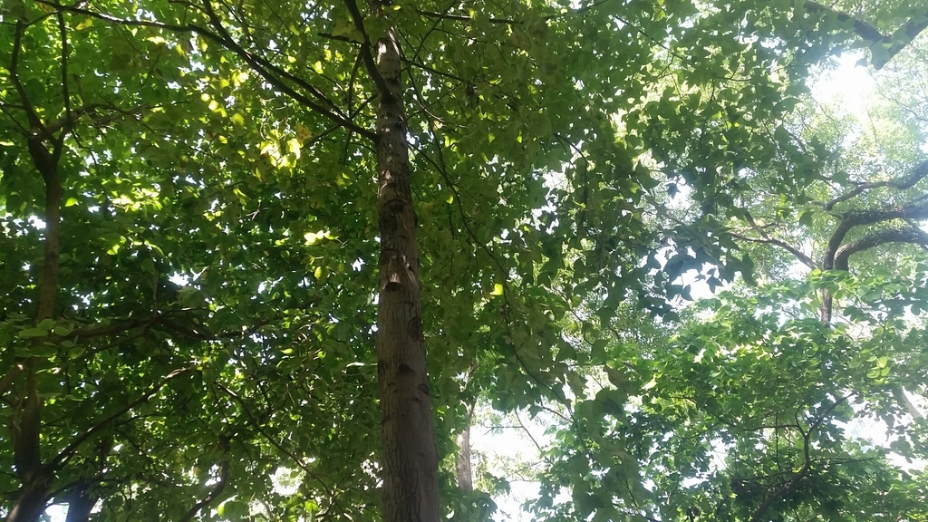 (Liquidambar formosana formosana) - Botanical Realm