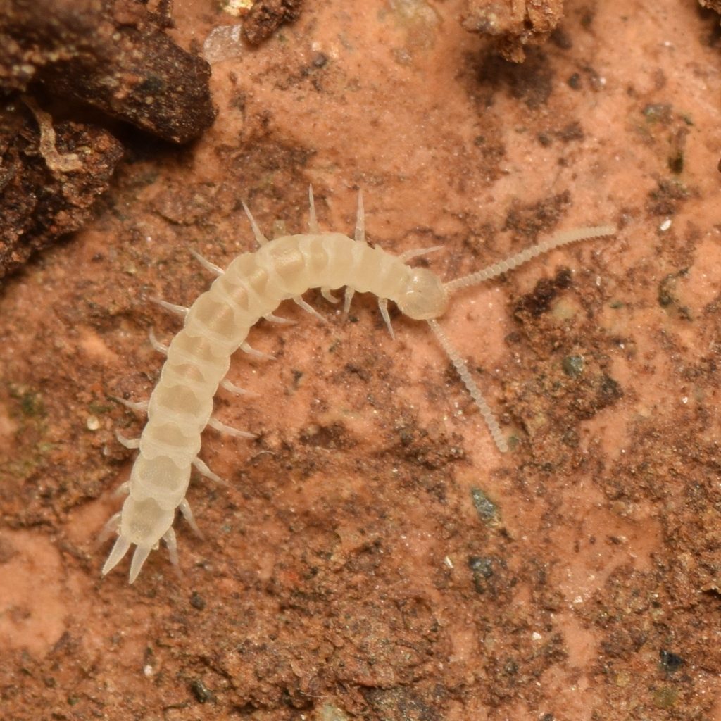 Scutigerella in November 2022 by Grant Wang · iNaturalist