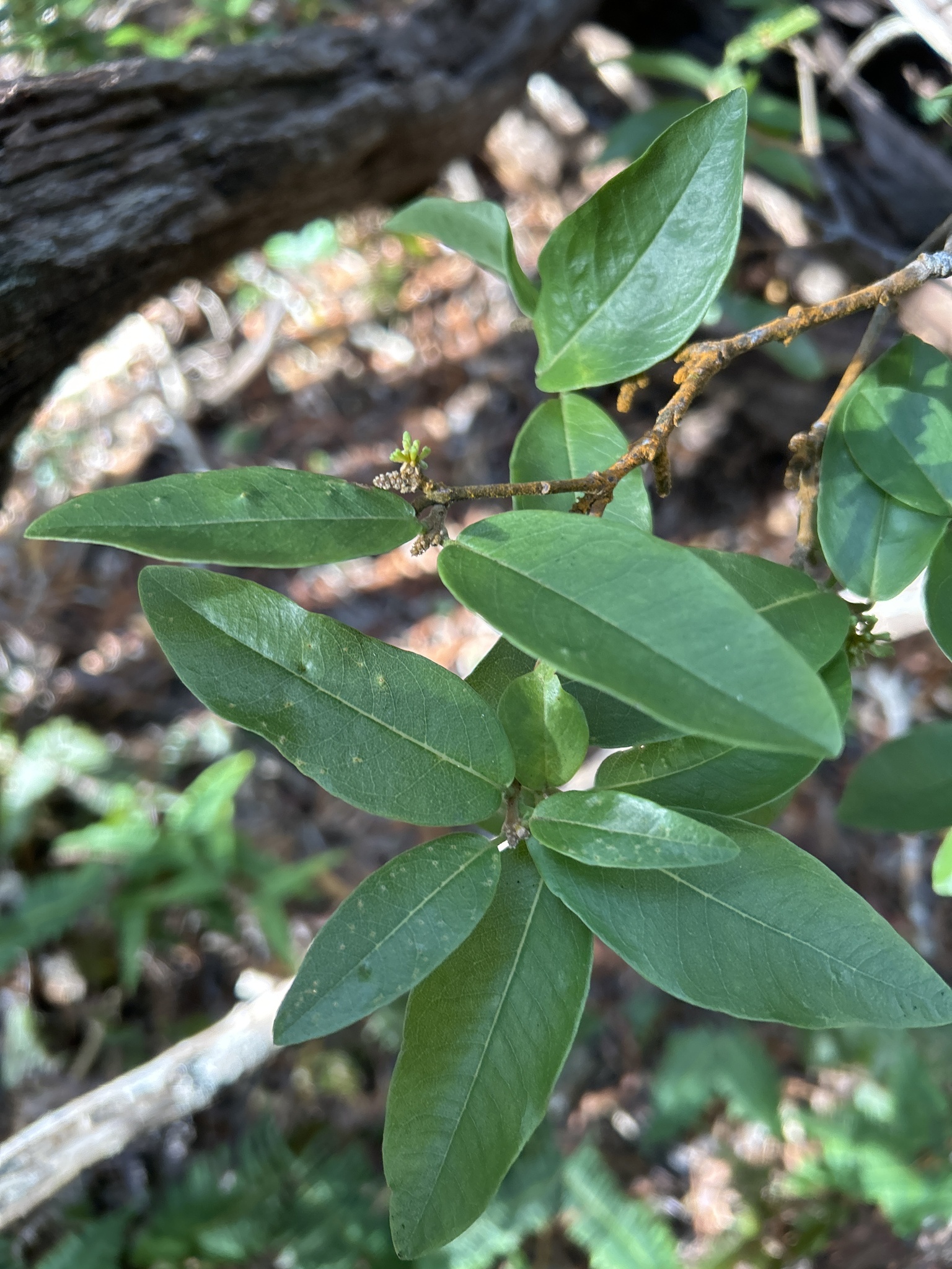 Wikstroemia oahuensis (A.Gray) Rock