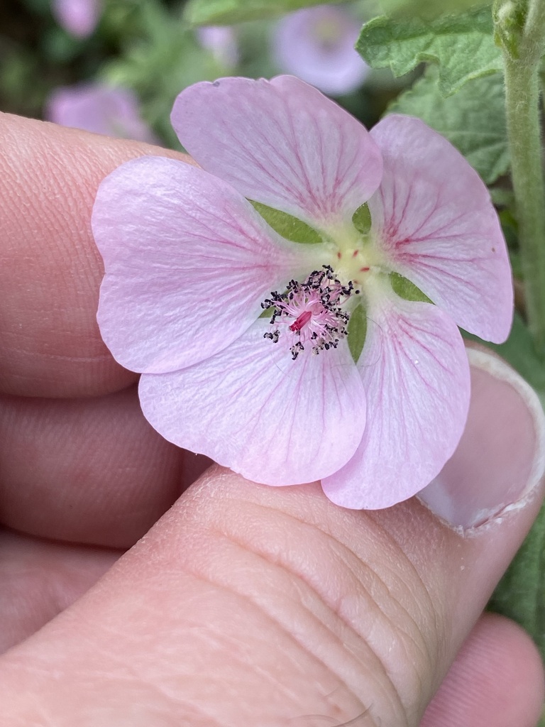 Sandrose Mallow from Te Waipounamu/South Island, Rolleston, Canterbury ...