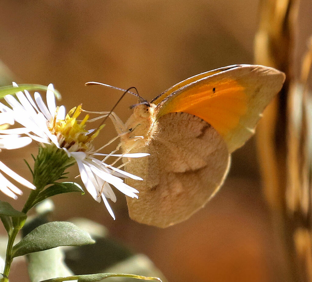 Sleepy Orange from Sullivan, TN, USA on November 08, 2022 at 01:15 PM ...