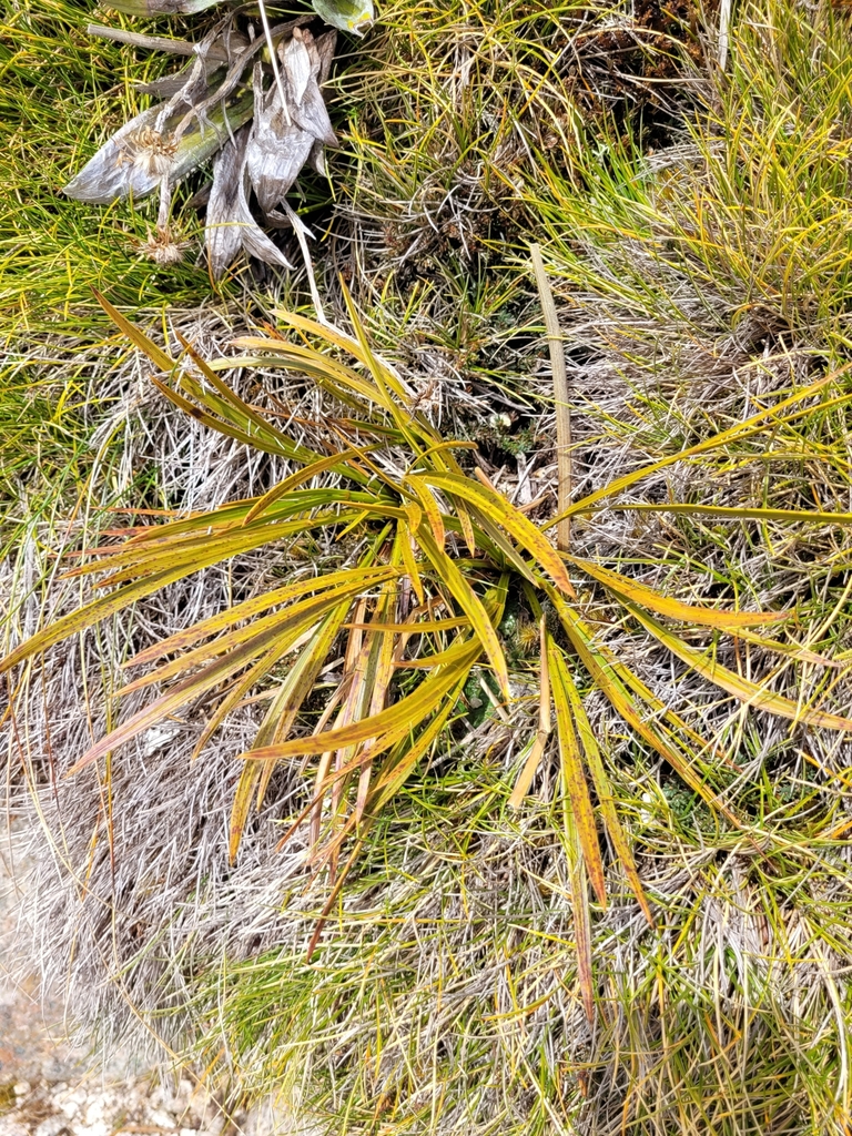 Aciphylla trifoliolata in November 2022 by Kate McAlpine · iNaturalist