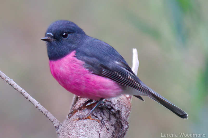 Pink Robin (Petroica rodinogaster) - Avian Discovery