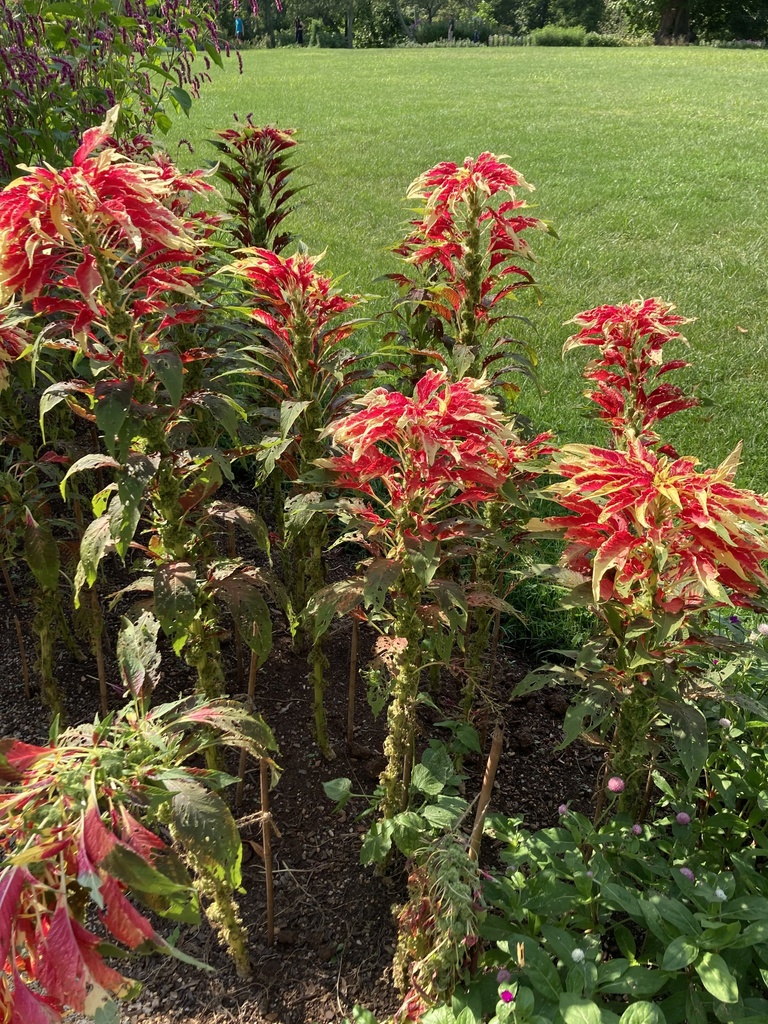 amaranths (Amaranthus) - Botanical Realm