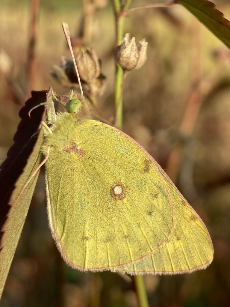 Colias poliographus from 和泉町宮下, 安城市, 愛知県, JP on November 12, 2022 at 08 ...