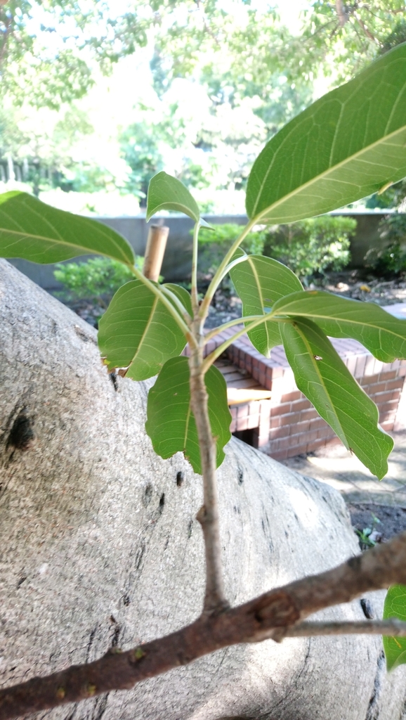 Japanese Superb Fig from 106台灣台北市大安區舟山路237號 on September 04, 2018 at 08 ...