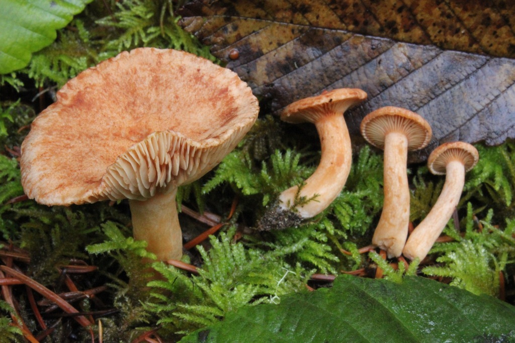 Lactarius cuspidoaurantiacus from Idanha, OR 97350, USA on November 10 ...