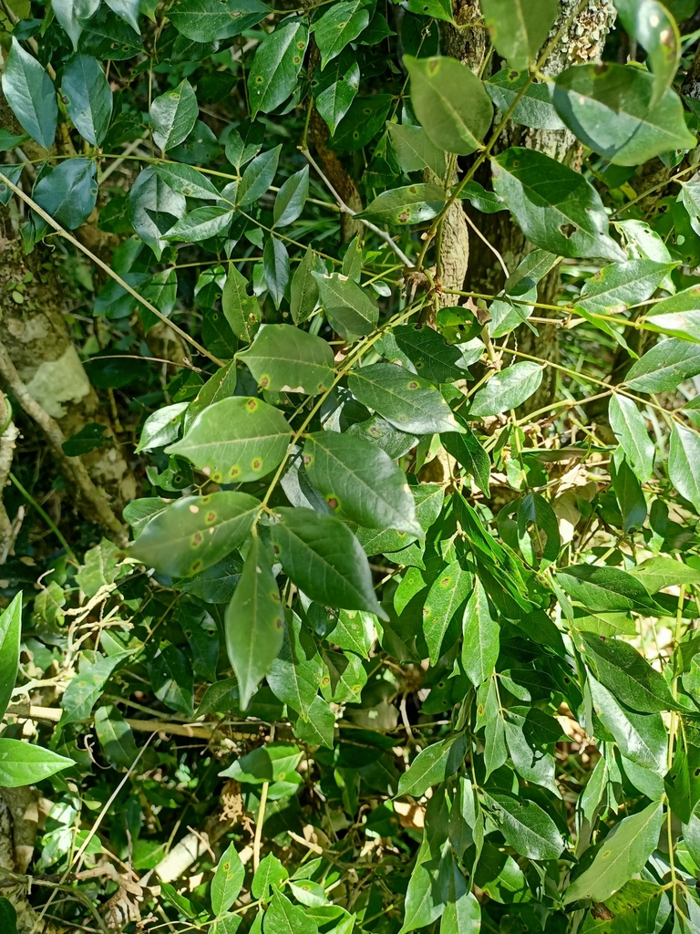 flowering plants from Conondale, AU-QL-KC, AU-QL, AU on November 12 ...