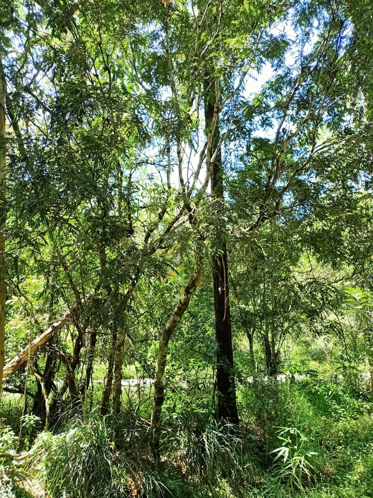 Fern Top from Conondale, AU-QL-KC, AU-QL, AU on November 12, 2022 at 09 ...