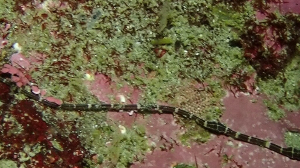 Six-lined Ribbon Worm from Yellowbanks, Santa Cruz Island on November ...
