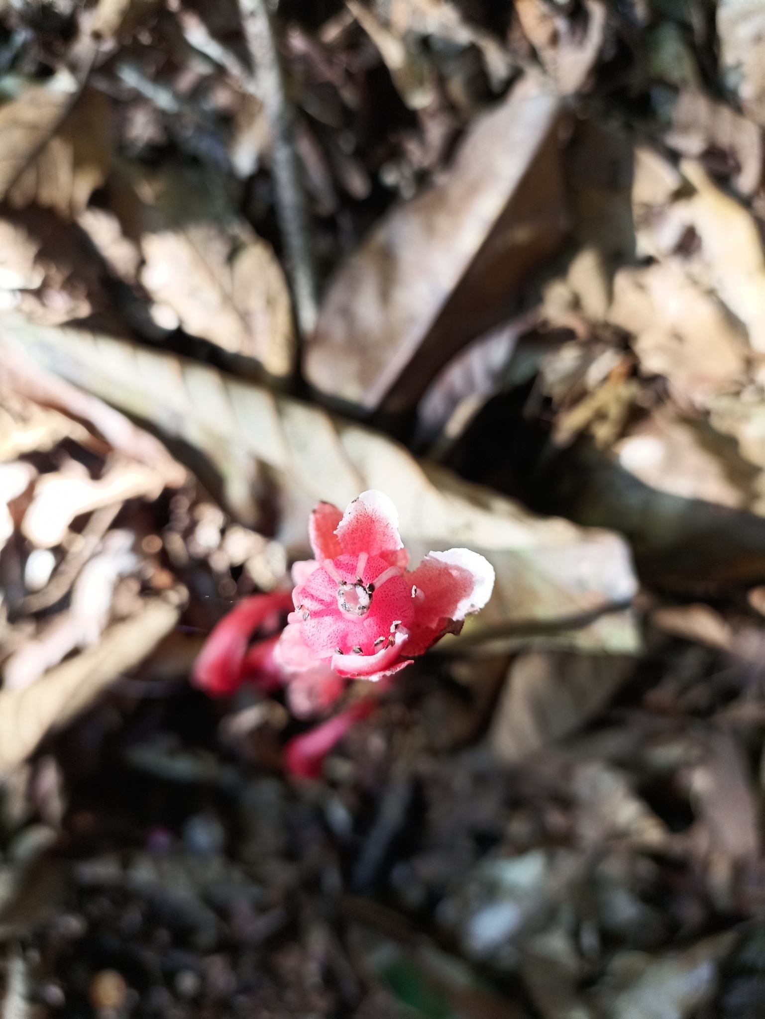 Monotropa coccinea Zucc.