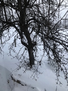 Common Pear from Highland County, VA, USA on January 07, 2022 at 07:35 ...