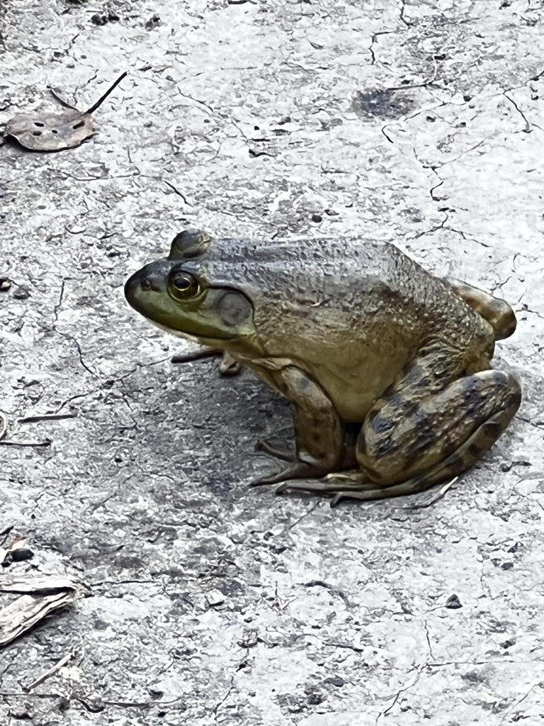 American Bullfrog from Rideau Trail, Ottawa, ON, CA on November 11 ...