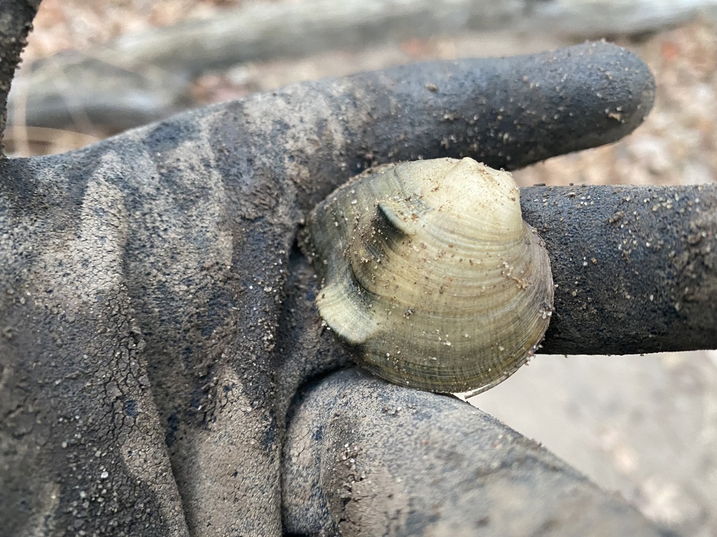 Three-horn Wartyback from Wapello, IA, US on November 11, 2022 at 04:29 ...