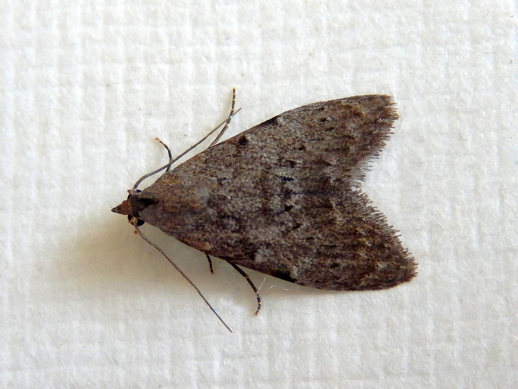 Plain Tuft Moth from Sydney NSW, Australia on November 11, 2022 at 11: ...