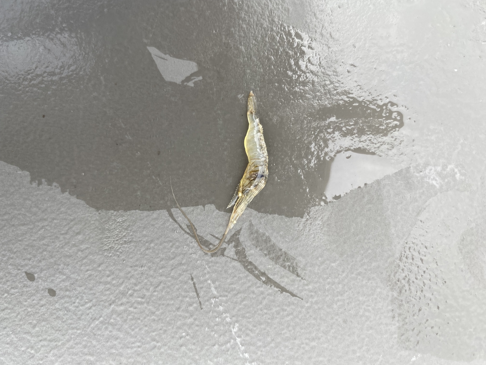 Penaeus setiferus (Linnaeus, 1767)