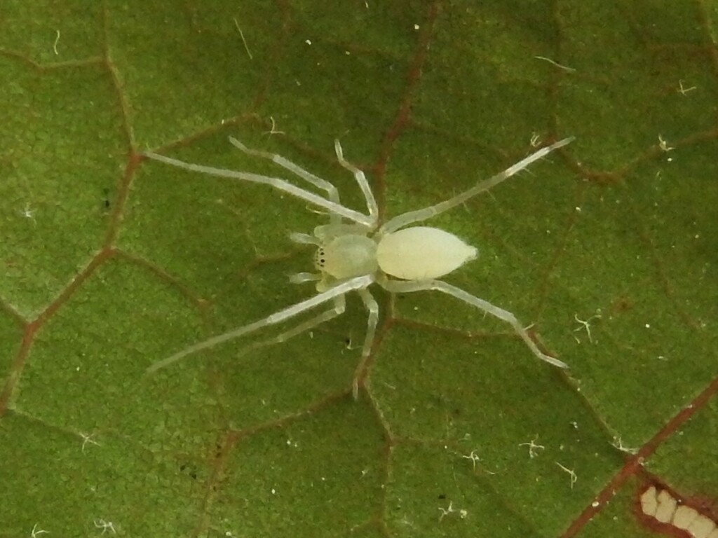 Wulfila in October 2022 by Donna J. Parry. On some kind of oak ...