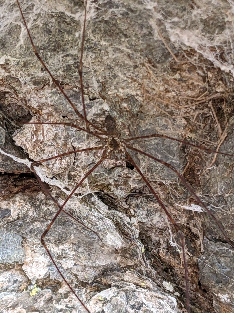 Pocock's Lampshade-web Spider from Townsend, TN 37882, USA on November ...