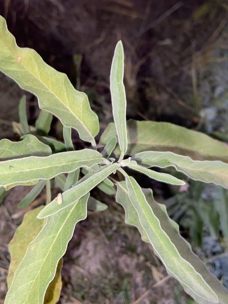 silverleaf nightshade from Shalem Colony Trl, Las Cruces, NM, US on ...