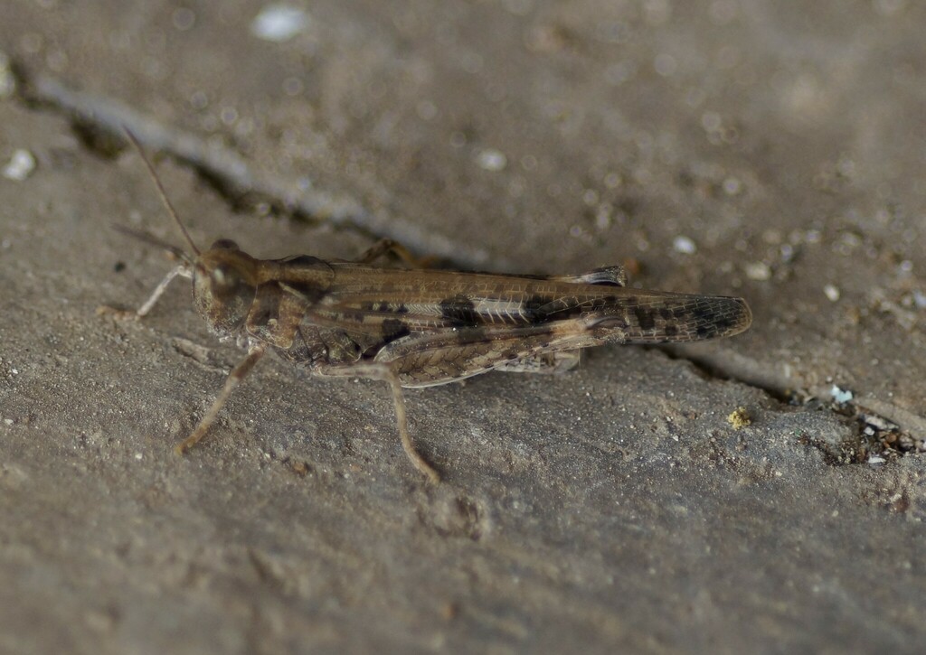 Australian Plague Locust from Quorn SA 5433, Australia on October 23 ...