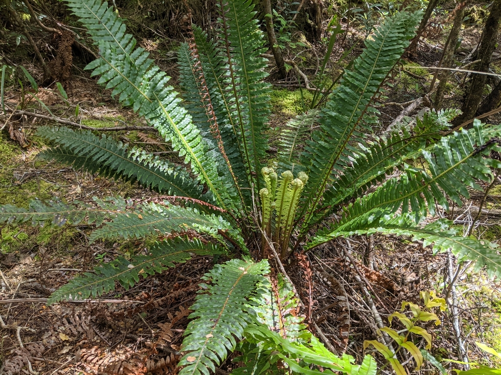 Crown Fern from Milford Sound Airport (MFN), Milford Sound 9679, New ...