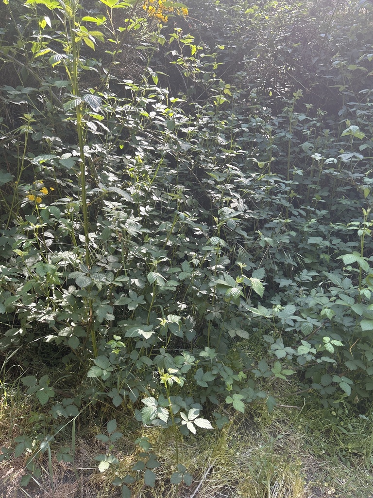 European blackberry complex from Bottle Lake Forest, Christchurch ...