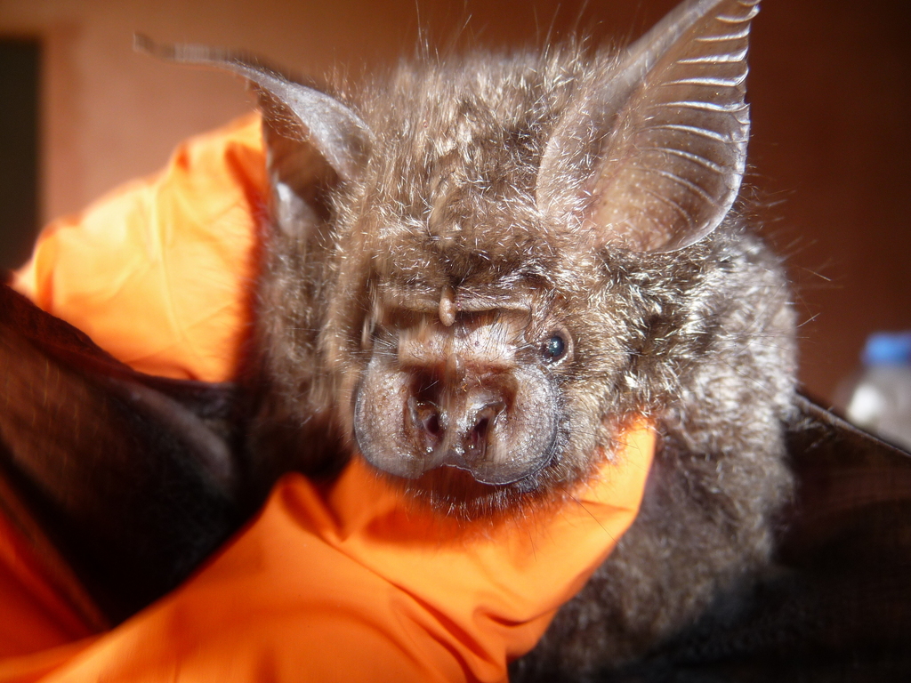 Cyclops roundleaf bat (Doryrhina cyclops) - Know Your Mammals