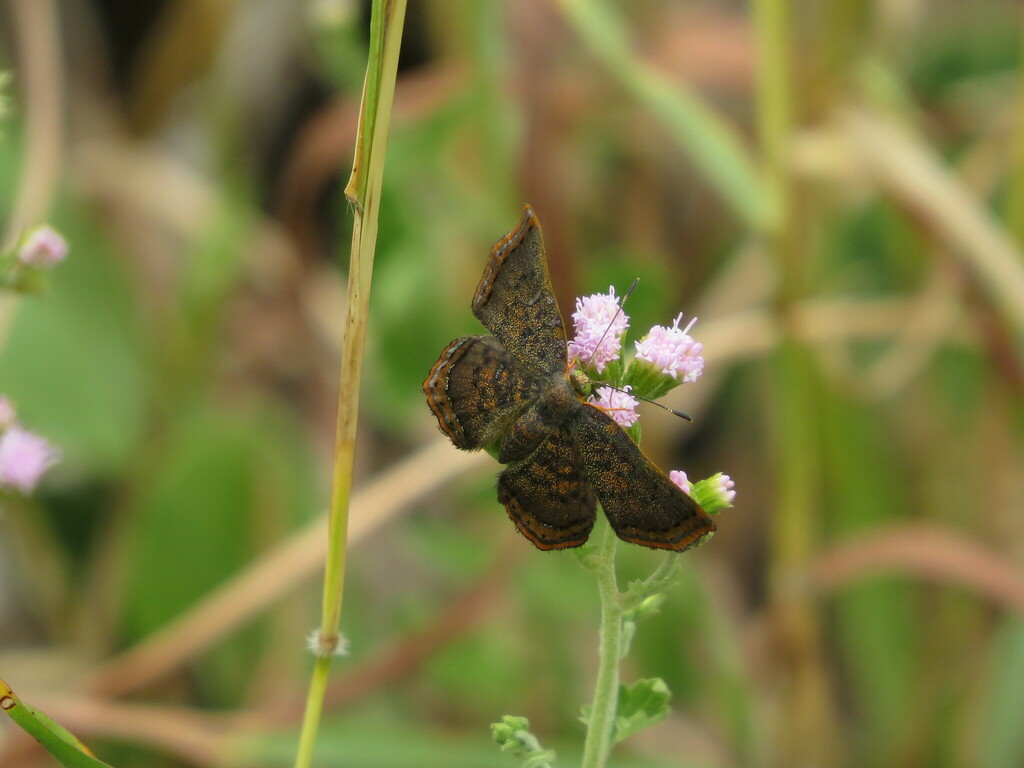 Red-bordered Metalmark from Cameron County, TX, USA on October 30, 2022 ...