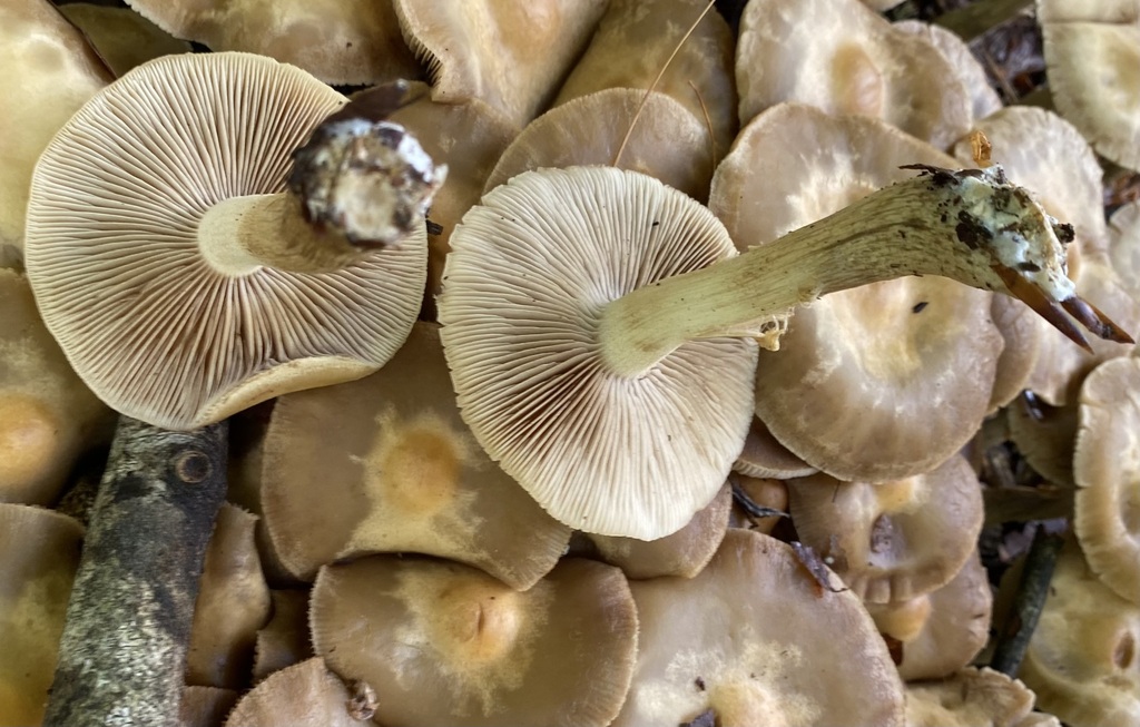 Mulch Fieldcap from Kinleith, New Zealand on November 12, 2022 at 12:47 ...