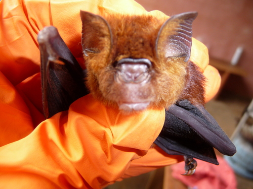 Noack's roundleaf bat (Bats of Guinea) · iNaturalist