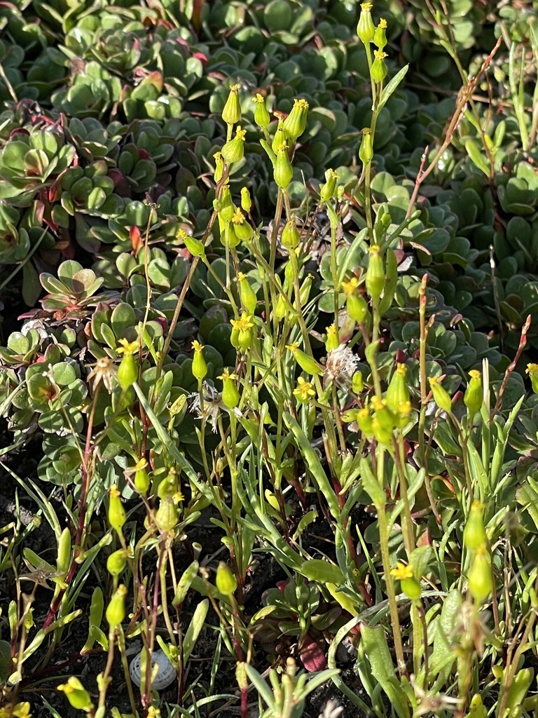 Slender Groundsel from Hindmarsh Island SA 5214, Australia on October ...