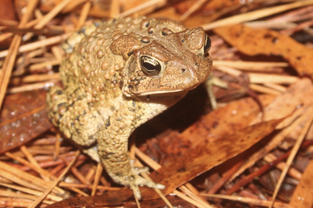 Eastern American Toad (Lee County SC Toads & Frogs) · iNaturalist