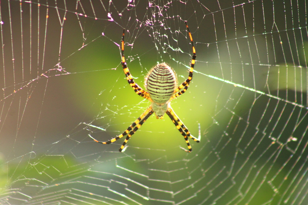 Banded Garden Spider from C. El Chaco 3200, Providencia, 44630 ...