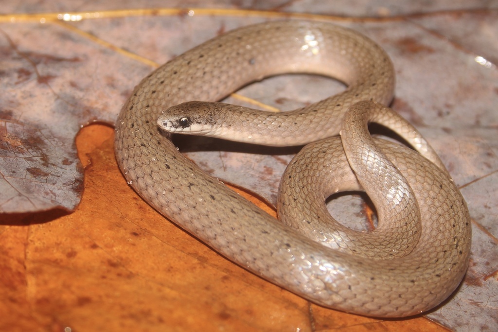 Eastern Earthsnake (Lee County SC Snakes) · iNaturalist