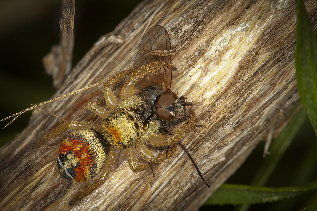 Apache Jumping Spider from Juab County, UT, USA on July 25, 2022 at 05: ...