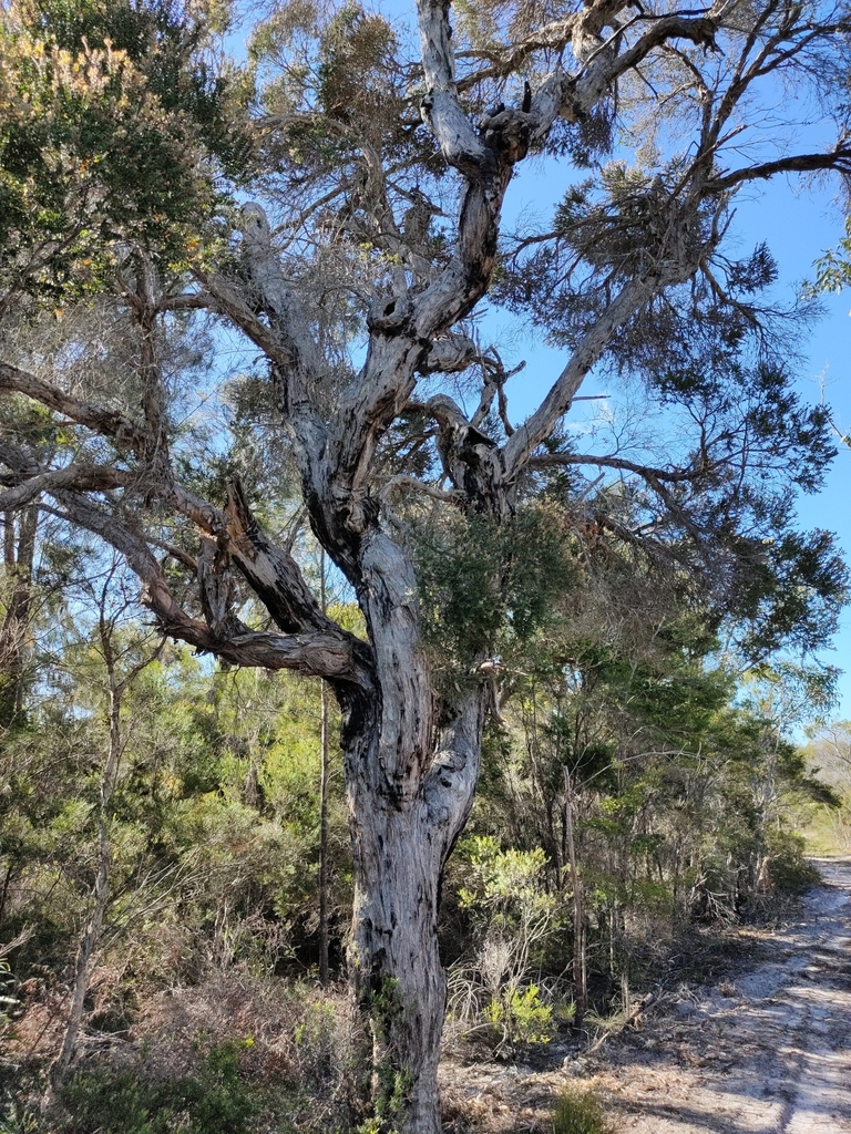 Melaleuca cheelii from Beelbi Creek QLD 4659, Australia on November 12 ...