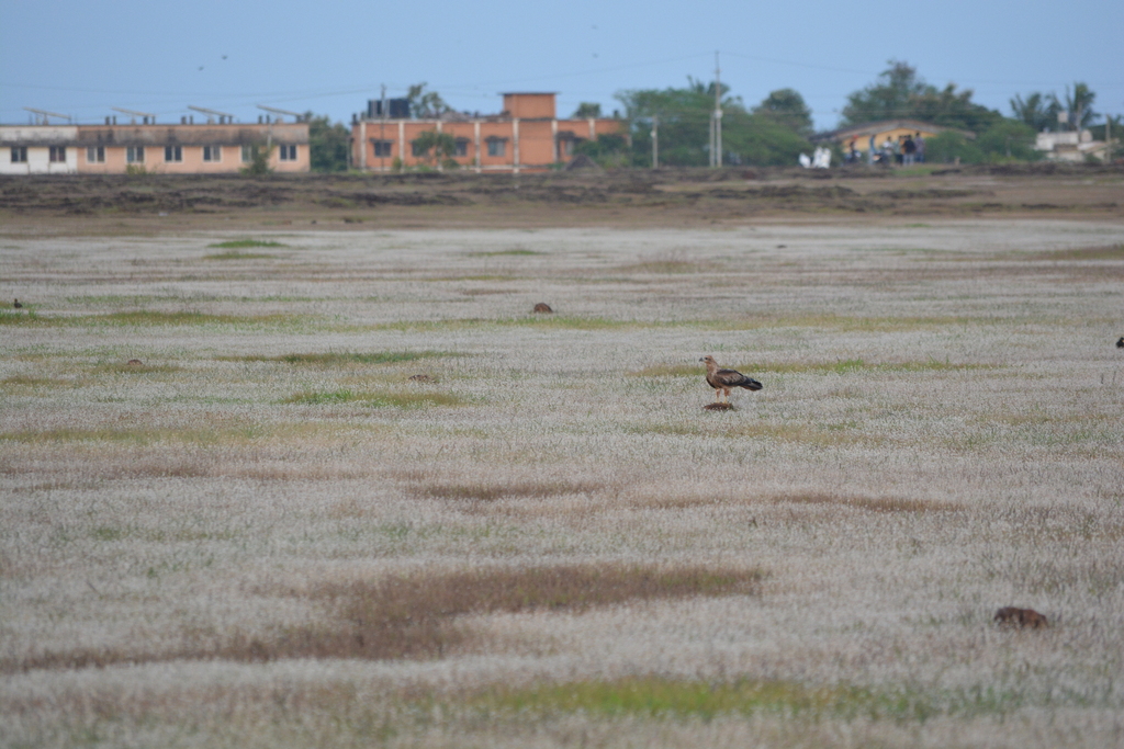 Birds from Madayi Para, Pazhayangadi, Kerala, India on August 31, 2020 ...
