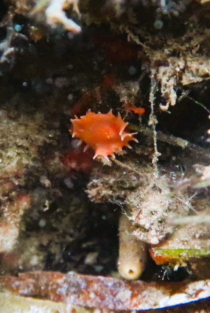 Verconia verconis (Basedow & Hedley, 1905)